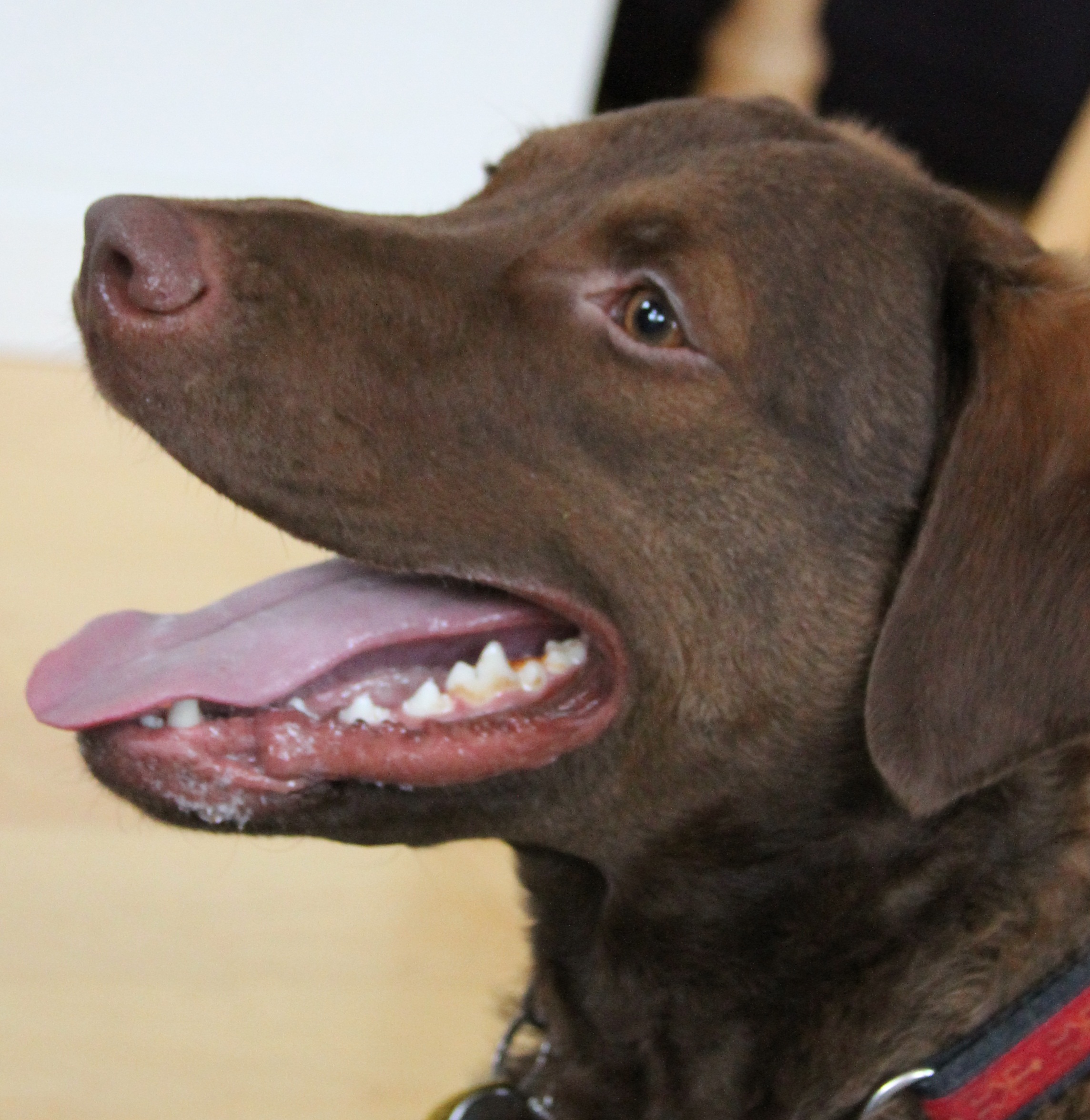 Chesapeake Safe Harbor Rescue & Dog TrainingWe rescue and place needy ...